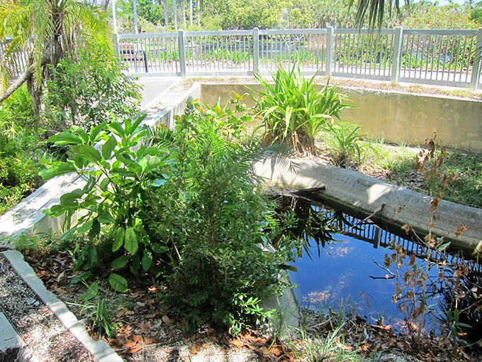 What once may have been a habitat pool now sits quietly reflecting the sky, nature's slow reclamation creating an accidental meditation space.