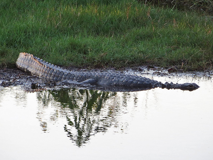 The original Florida resident lounging in his natural habitat, completely unbothered by your presence or your property values.