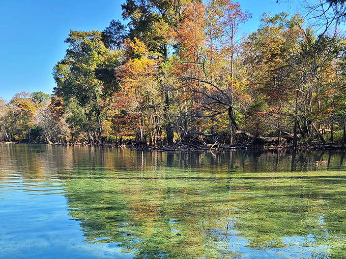 Autumn transforms Cypress Spring into a painter's palette, where fall colors reflect in waters so clear they double the visual feast.