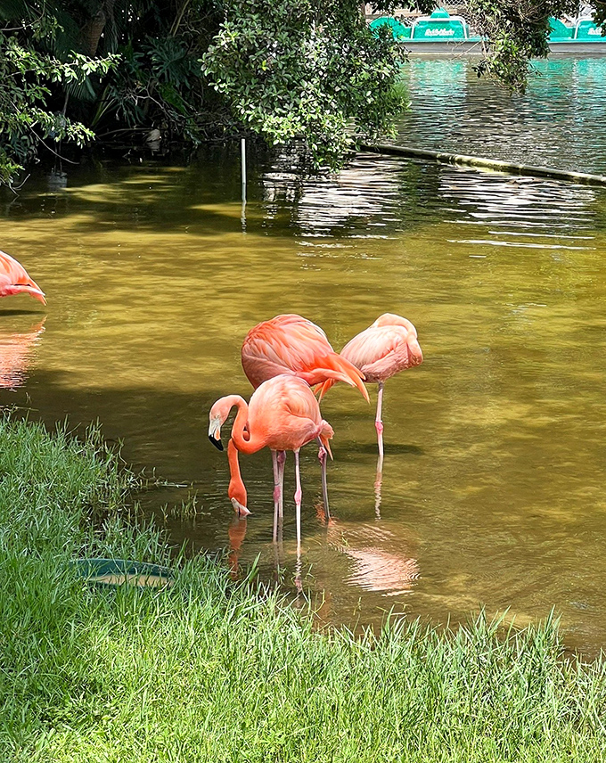 Flamingos demonstrate their unique upside-down feeding technique, filtering water through specialized beaks for tiny aquatic treats.