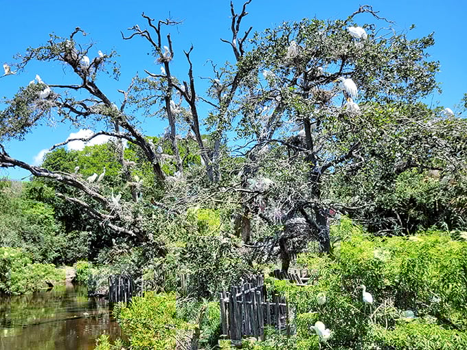 Mother Nature's high-rise apartments! The park's natural rookery hosts hundreds of nesting birds who've made the strategic decision to live directly above predators.