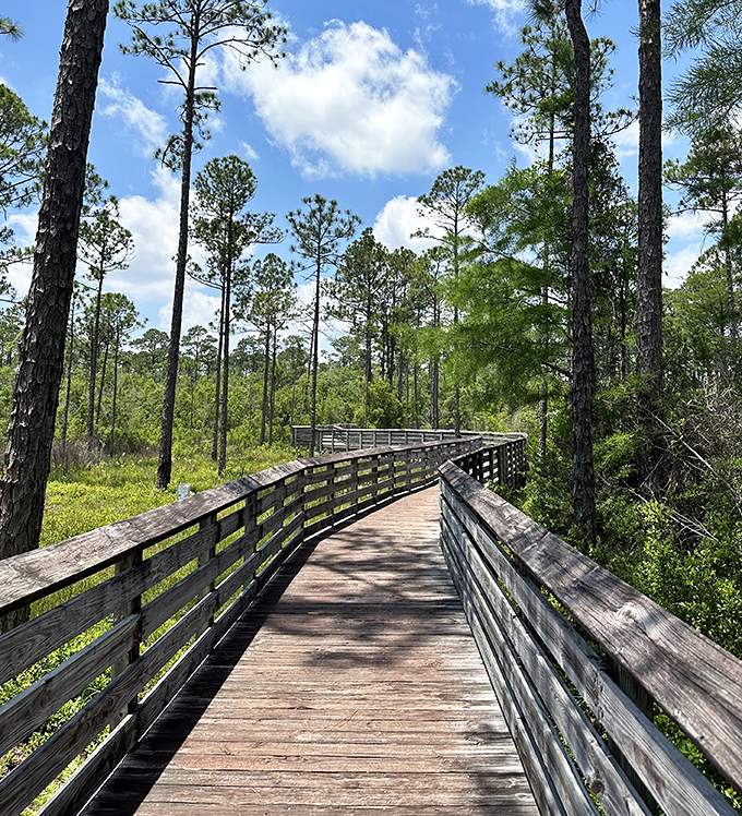 The boardwalk curves through pine flatwoods like a wooden river, carrying visitors deeper into Florida's wild heart.