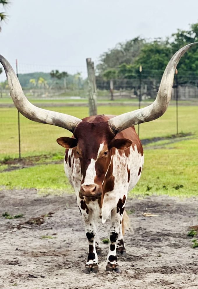 This longhorn looks like he's contemplating the meaning of life or just wondering why humans take so many pictures.