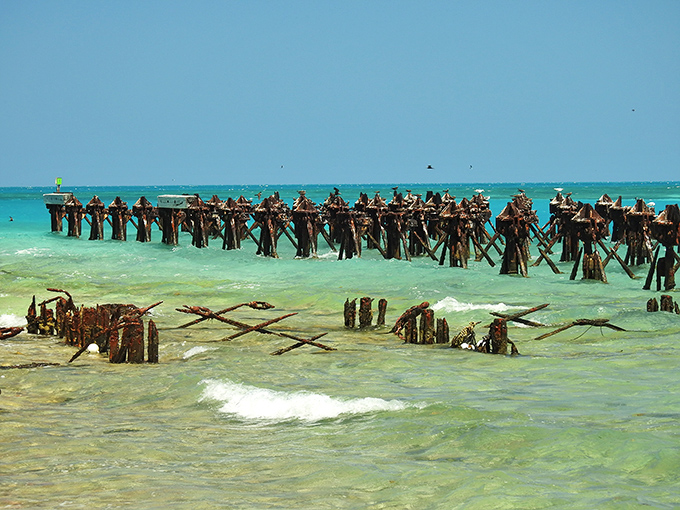 These weathered wooden sentinels once supported the fort's coaling dock, now serving as artificial reefs hosting vibrant underwater communities.