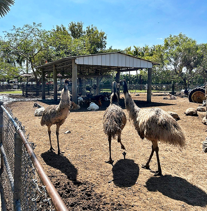 The emu welcoming party struts with purpose, their prehistoric vibe adding a touch of Jurassic charm to this already eclectic Florida attraction.