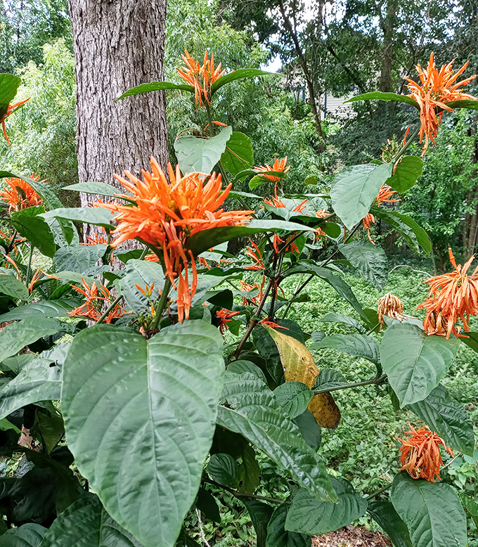 Fiery welcome: These vibrant orange firecracker plants add dramatic pops of color to Lichgate's lush landscape throughout the warmer months.
