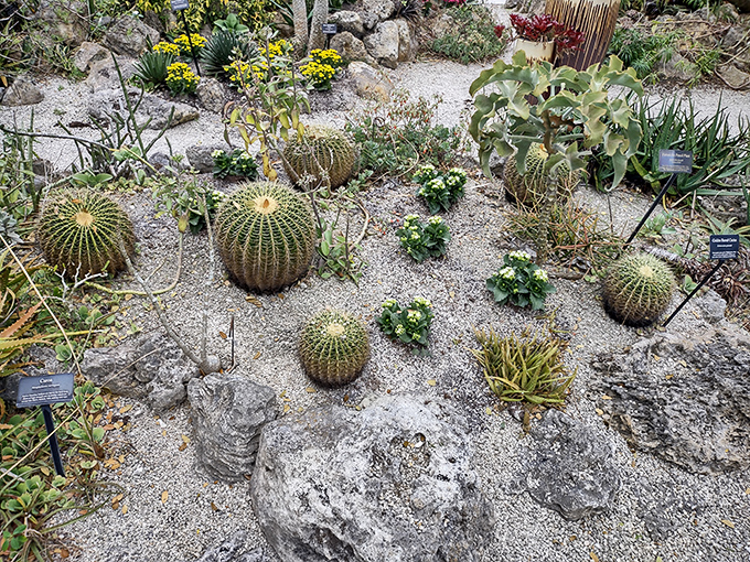 These golden barrel cacti look like nature's version of "look but don't touch" &ndash; their perfect symmetry belies their prickly personalities.