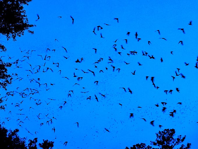 The sky becomes a living canvas as thousands of bats create mesmerizing patterns &ndash; nature's own Rorschach test against the twilight blue.