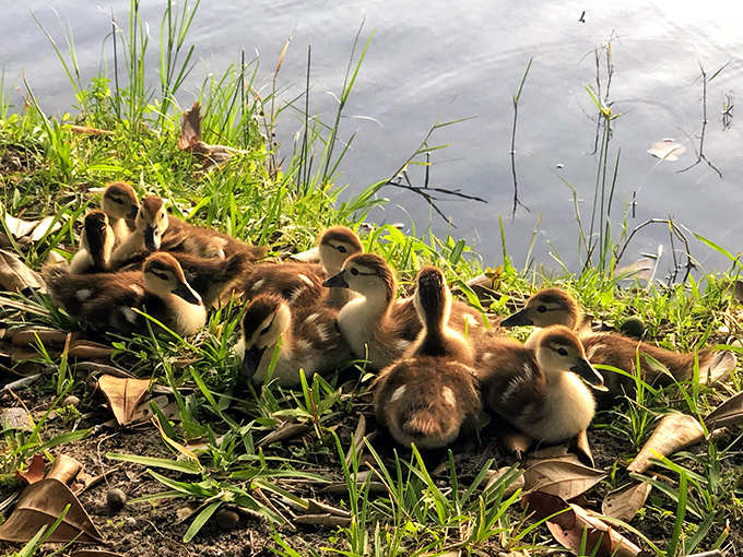 Fluff convention: These ducklings huddle together like tiny, feathered tourists who forgot to pack for Florida's occasional cool morning.