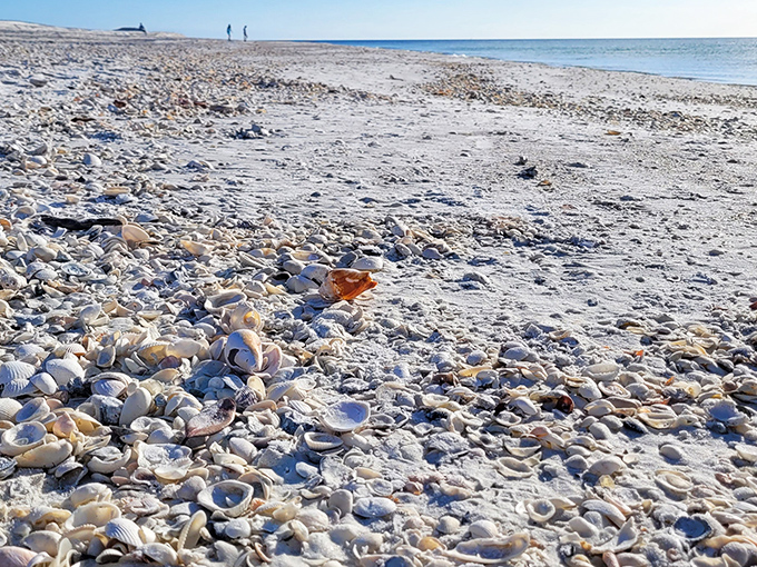 Some areas feature shell concentrations so dense you'll wonder if the Gulf is having a clearance sale on its entire inventory.