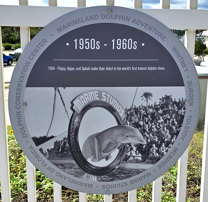 A glimpse into Marineland's pioneering past &ndash; where the world's first oceanarium created the blueprint for human-dolphin connections that continue today.