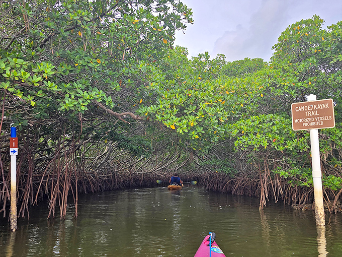 Kayakers discover Caladesi's hidden waterways, where mangrove roots create nurseries for marine life and memories for adventurers.