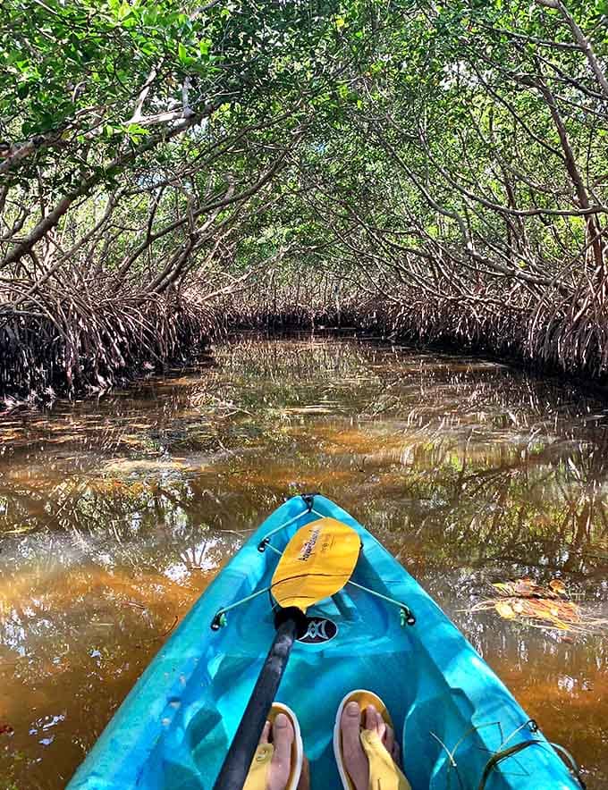 Nature creates the perfect tunnel vision – a kayaker's dream pathway through mangroves that have stood sentinel for generations.
