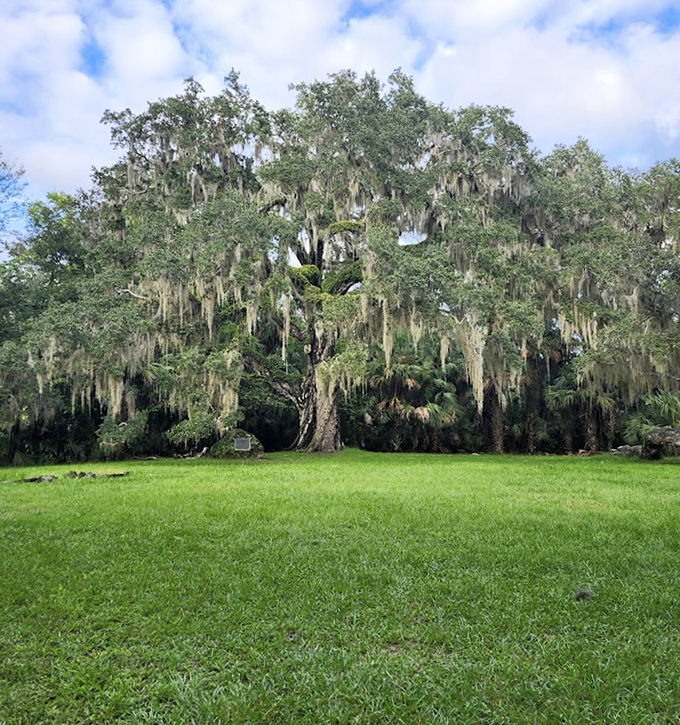 This ancient oak stands like a wise elder, its sprawling branches creating a natural cathedral ceiling draped in Spanish moss.