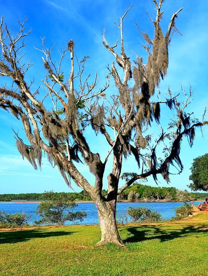 The grandfather of the garden stands draped in Spanish moss, like an elder statesman wearing ceremonial robes while overlooking his watery domain.