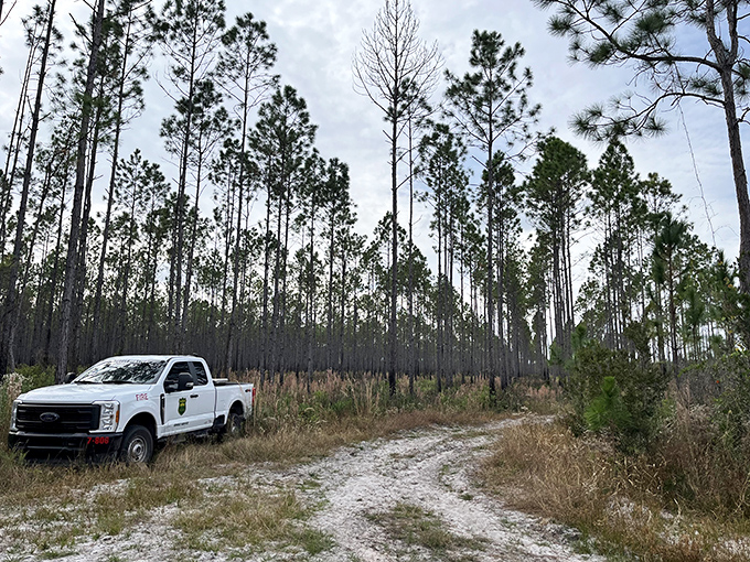 Standing tall since before Florida became a tourist destination, these longleaf pines have stories that would fill volumes.