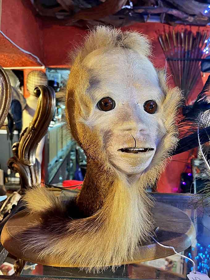 This expressive primate seems to judge your life choices from its perch. Those eyes have seen things &ndash; now they're seeing you.