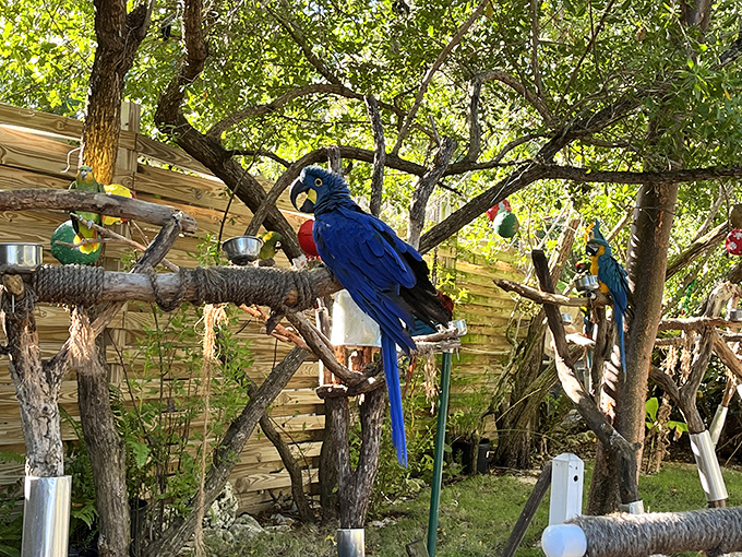 Vibrant blue macaws perch regally among the trees, adding tropical splashes of color to the lush landscape of Theater of the Sea.