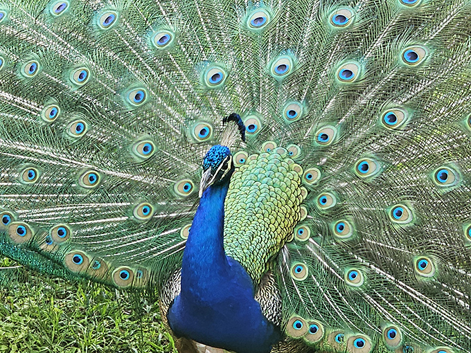 "I'm ready for my close-up!" This resident peacock shows off nature's most spectacular fashion statement with unabashed confidence.