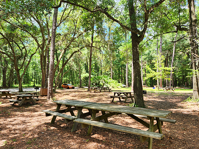 After communing with prehistoric geology, these shaded picnic tables offer the perfect spot to refuel while contemplating Earth's patient artistry.