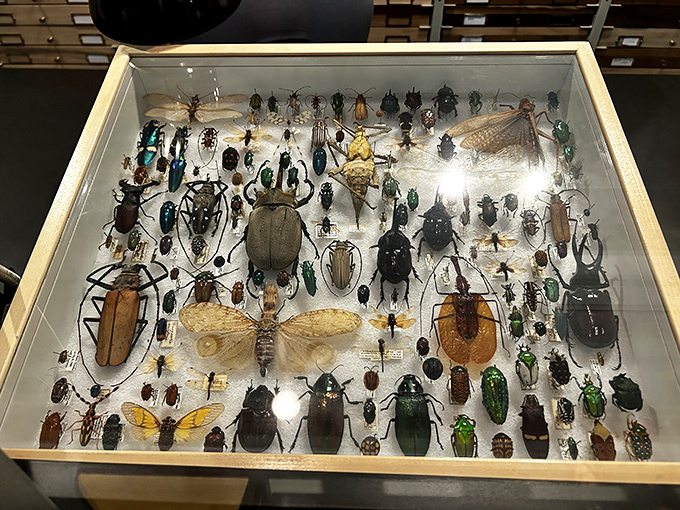 Nature's most successful engineers on display &ndash; these insects have survived 300 million years while still finding time to look absolutely fabulous.
