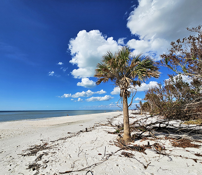 Sunlight filters through dense mangrove foliage, creating a cathedral-like atmosphere where nature worshippers can find their own form of peace.
