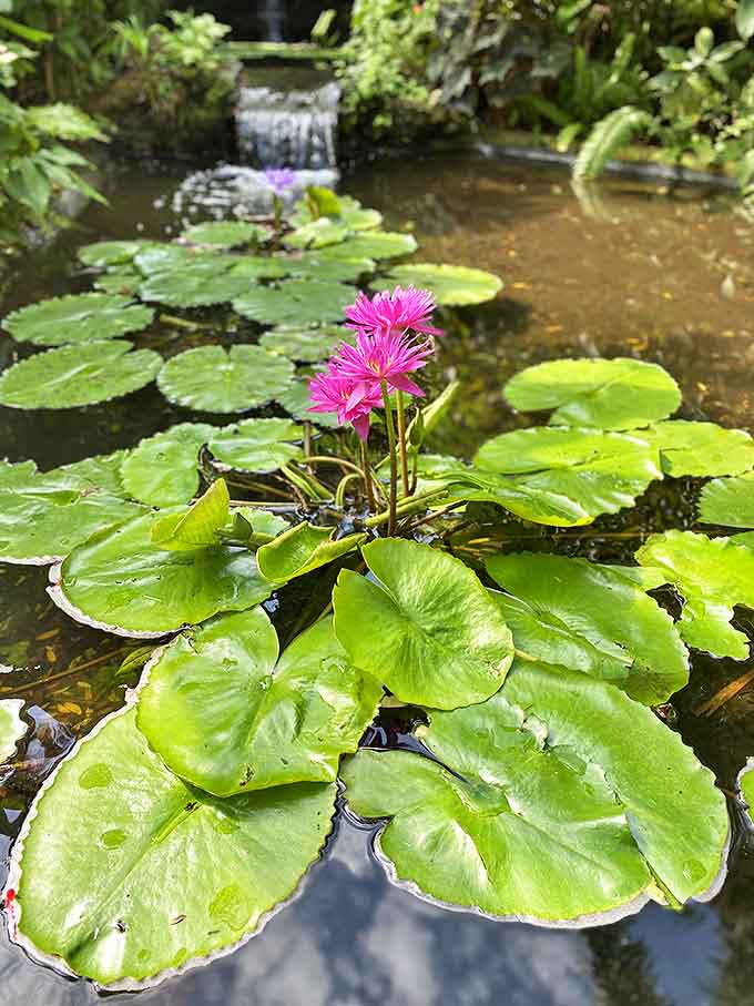 Delicate water lilies unfurl their pink petals above perfectly round leaves, nature's own floating artwork in miniature.