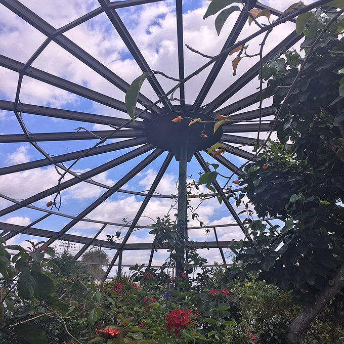 Looking up at the conservatory's radial roof feels like being inside nature's cathedral. Engineering meets ecology in this light-filled butterfly paradise.