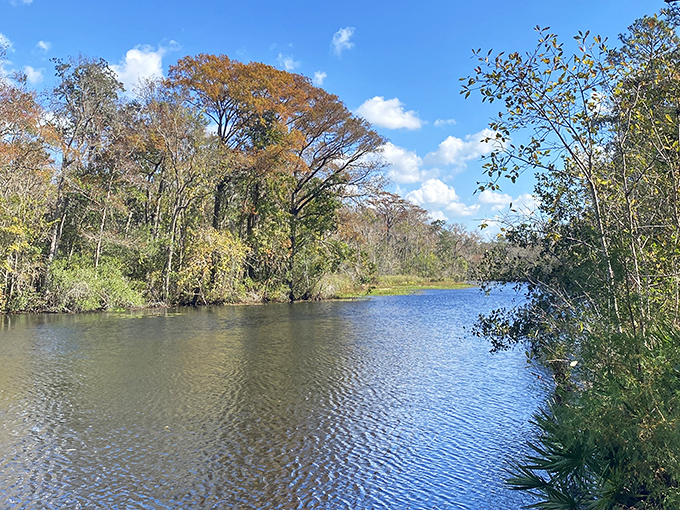 Autumn paints the riverbanks with subtle Florida fall colors, proving paradise doesn't always wear tropical green.