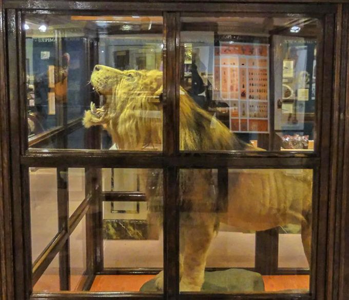 The lion's permanent home at the Lightner Museum creates a surprising bridge between Florida's oldest city and Britain's wartime leadership.