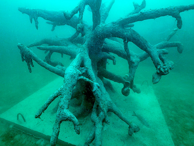 "One Tree" stands sentinel on the ocean floor, its branches creating shelter for countless fish in this underwater forest.