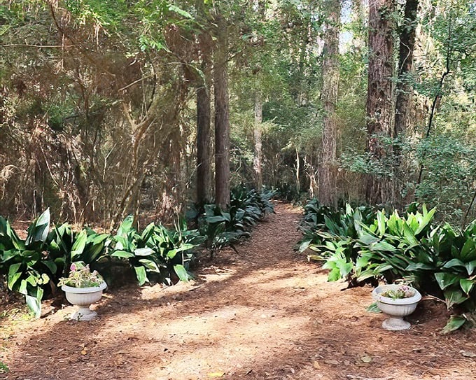 Discovering the enchanting, shaded path at Lichgate on High Road in Tallahassee, where ancient mossy oaks create a truly serene and magical garden escape.
