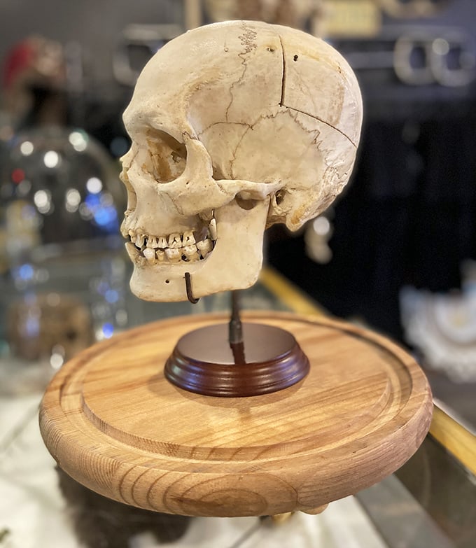 This human skull on its wooden pedestal contemplates existence, or maybe just wonders why everyone keeps taking its picture.