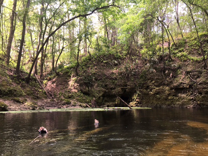 This small cave entrance reveals glimpses of the vast underground network beneath Florida's surface &ndash; nature's secret passageway.