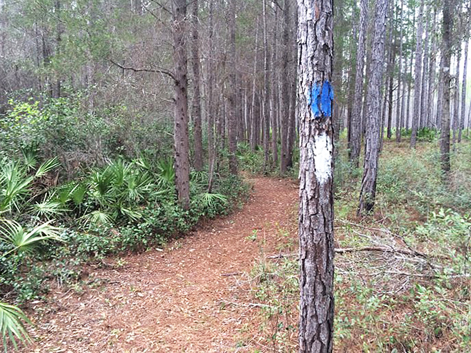 The blue-blazed trail winds invitingly through the woods, promising adventures and discoveries around every gentle curve.