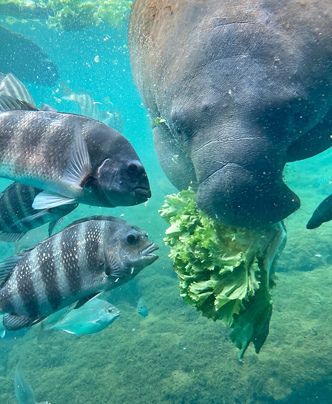 "Is that lettuce you're eating?" Fish crashing the manatee's lunch party like uninvited but welcome guests.