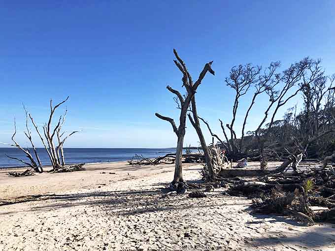 Twisted trunks create natural archways along the shore, framing the endless Atlantic in nature's perfect composition.