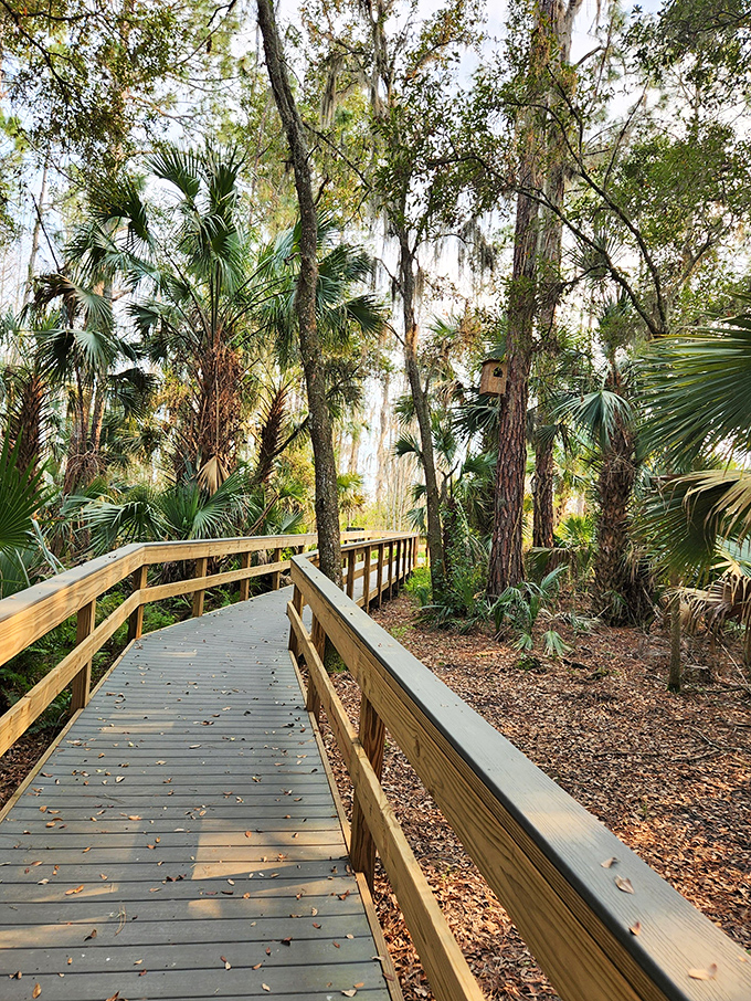 The wooden boardwalk invites visitors of all abilities to venture into wetland ecosystems without getting their feet wet.