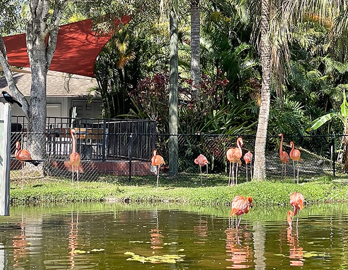 The flamingo display at Lion Country Safari features birds of varying pink intensities, showcasing how diet affects their famous coloration.