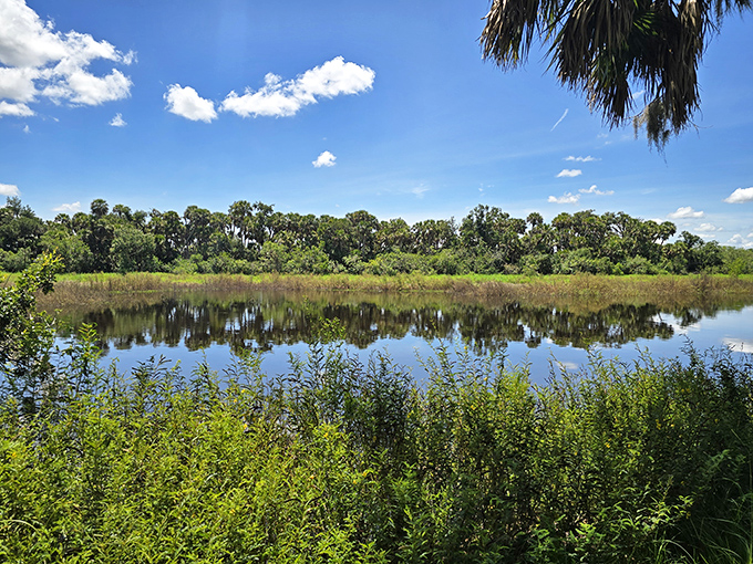A serene woodland stream flows through Myakka River State Park, where dappled sunlight creates a magical atmosphere away from Florida's beaches and attractions.