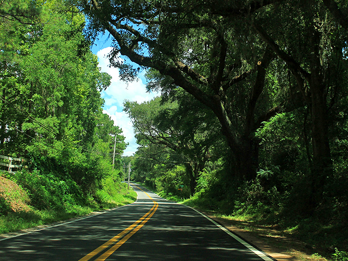 When the road ahead looks like a scene from a fantasy movie, you know you're in Florida's best-kept secret.