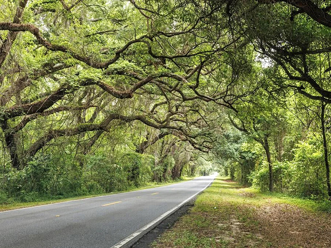 A tunnel of oak trees draped with Spanish moss creates a magical canopy over one of Tallahassee's historic roads.