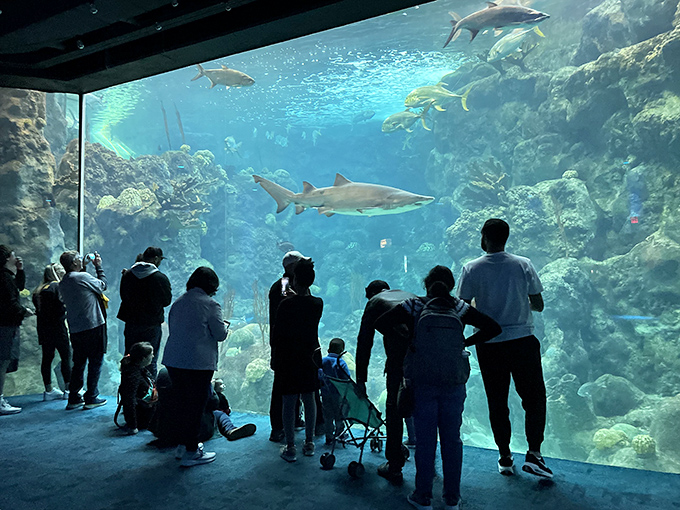 Visitors of all ages marvel at the massive shark tank at The Florida Aquarium. The floor-to-ceiling viewing window brings the ocean's top predators just inches away.