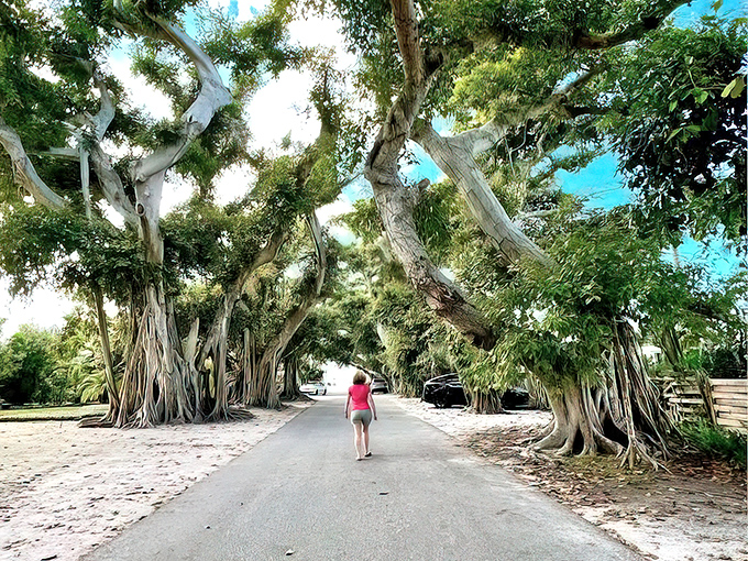 The massive banyan trees on Boca Grande create a botanical wonderland where island breezes rustle through a canopy that's been growing for over a century.