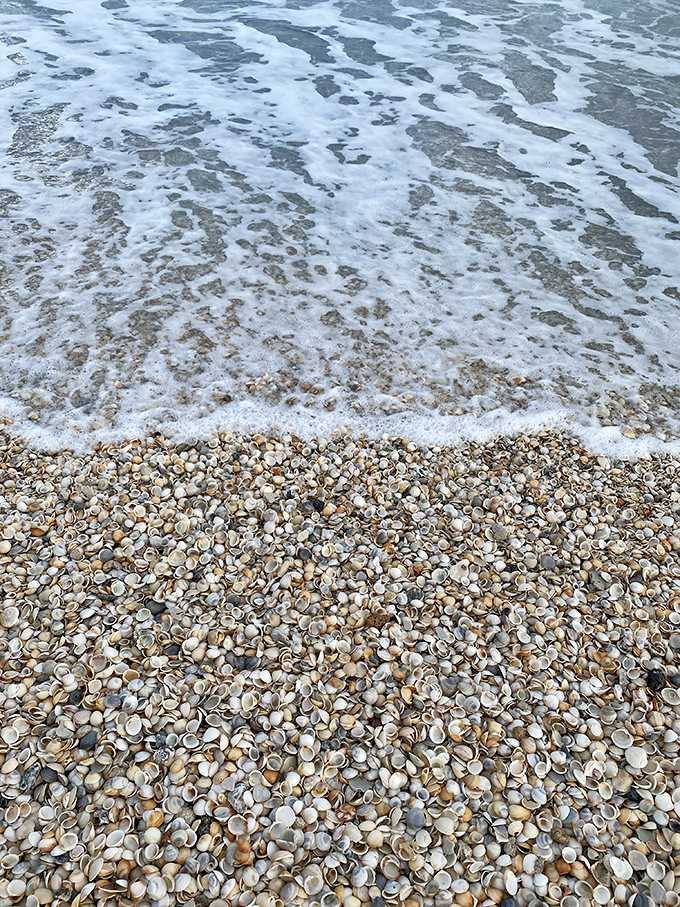 Shell carpet extravaganza! Jupiter's tide retreats to reveal nature's most impressive floor covering—no vacuum required!