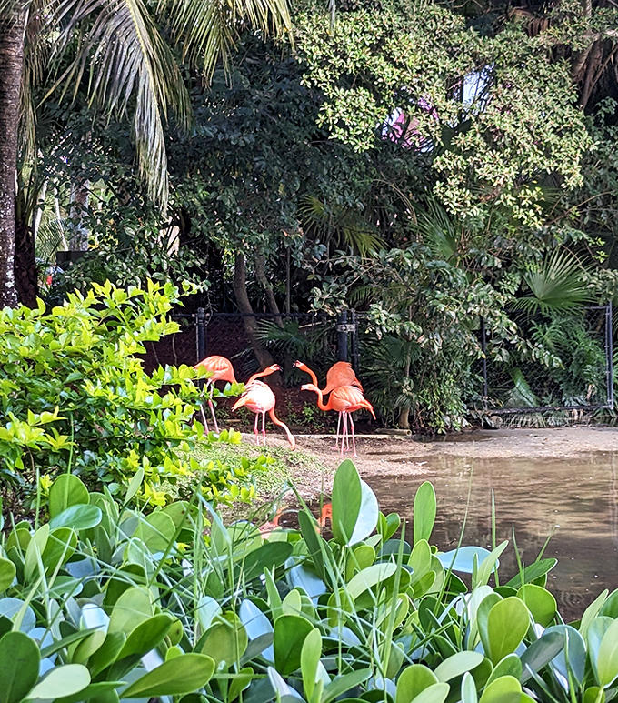 Lion Country Safari's flamingo habitat offers visitors a chance to see these magnificent birds in a spacious setting that mimics their natural environment.