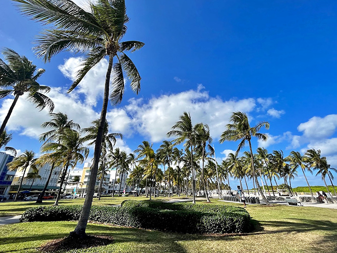 Take a stroll through this lush oasis! These perfect palm trees against the blue sky offer a refreshing, cinematic break from the ocean breeze.