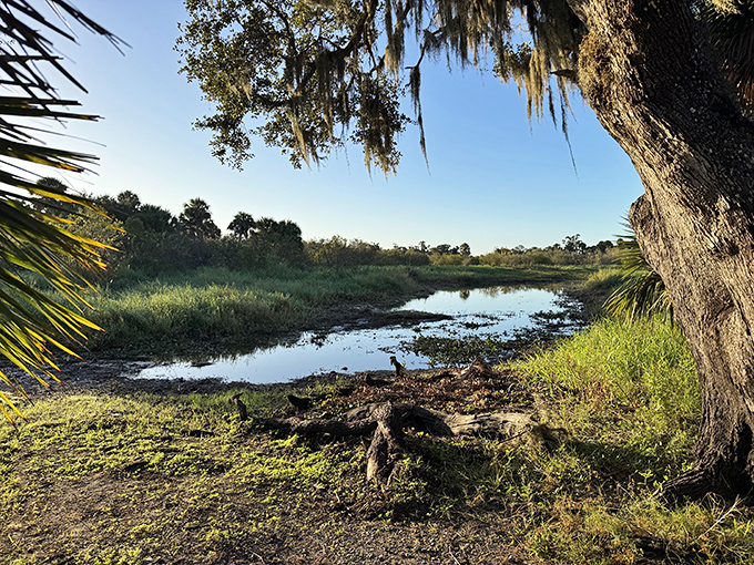 The perfect spot for morning contemplation at Myakka River State Park&mdash;just you, the birds, and that suspicious log that might actually be watching you back.