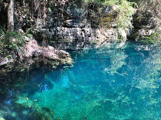The view from above Orange Grove Sink shows the remarkable clarity of Florida's spring water, a window into the aquifer that flows beneath the state.