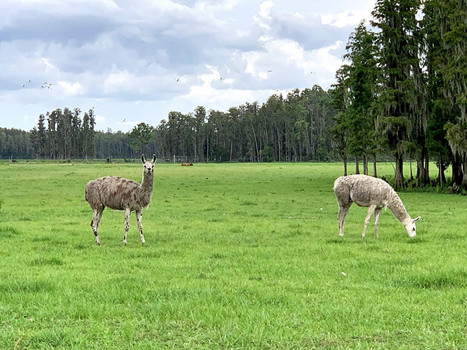 Exotic animals roam freely across vast open spaces, creating unforgettable wildlife encounters.